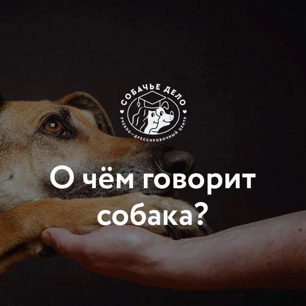 О чем говорит собака?. Записи блога
